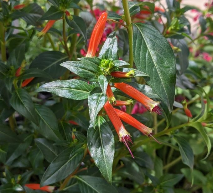 With so many flowers to choose from, what do our Annuals folks plant at ...