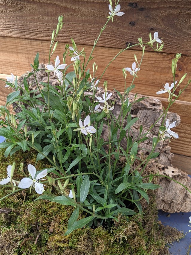 The Beauty of Planting Perennials in Small Pots