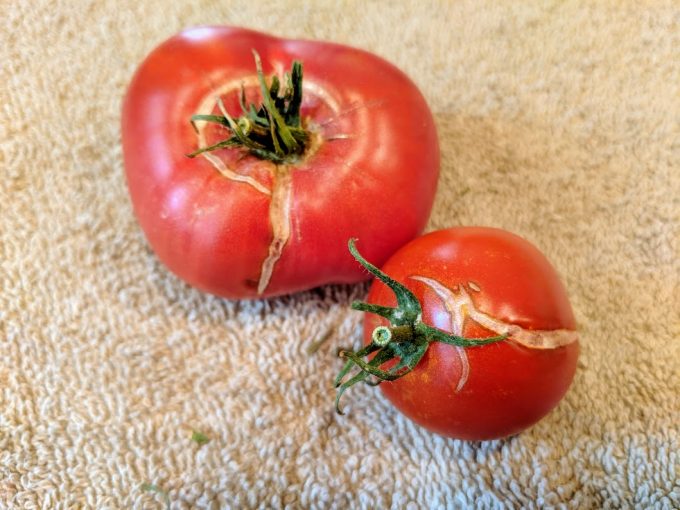 Recognize any of these tomato problems?