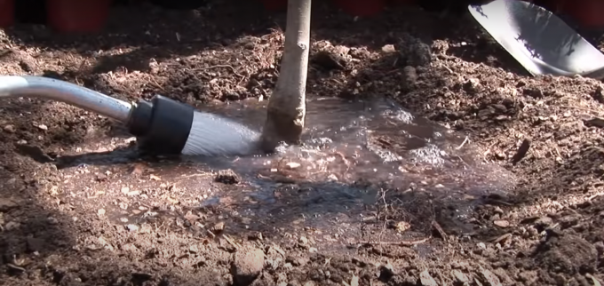 Tree Planting 101: Steps you don't want to get wrong!