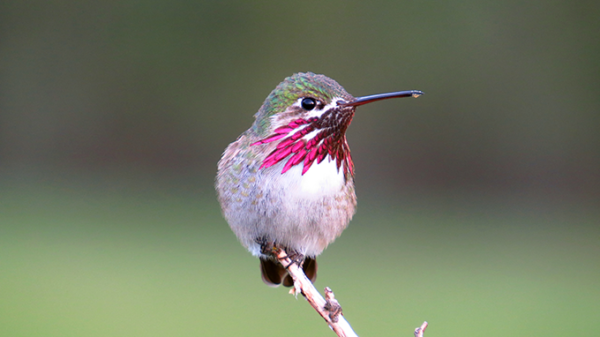 It's time to welcome back the hummers!