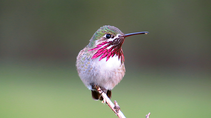 It's time to welcome back the hummers!