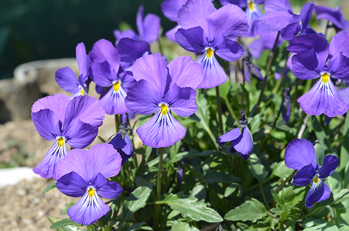 Why not create a beautiful garden that keeps giving back? - Tagawa Gardens