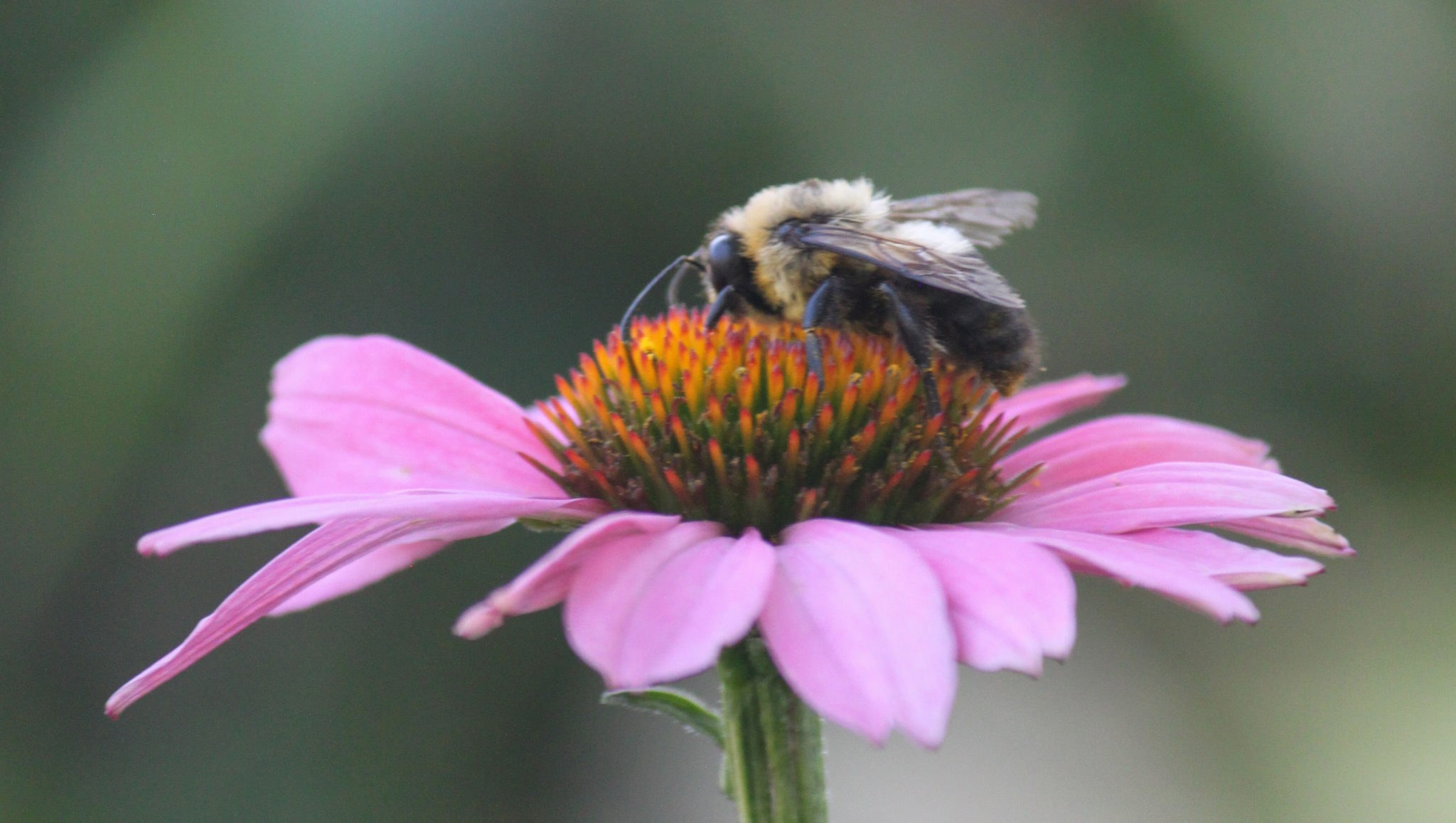 Planting for Pollinators - Tagawa Gardens