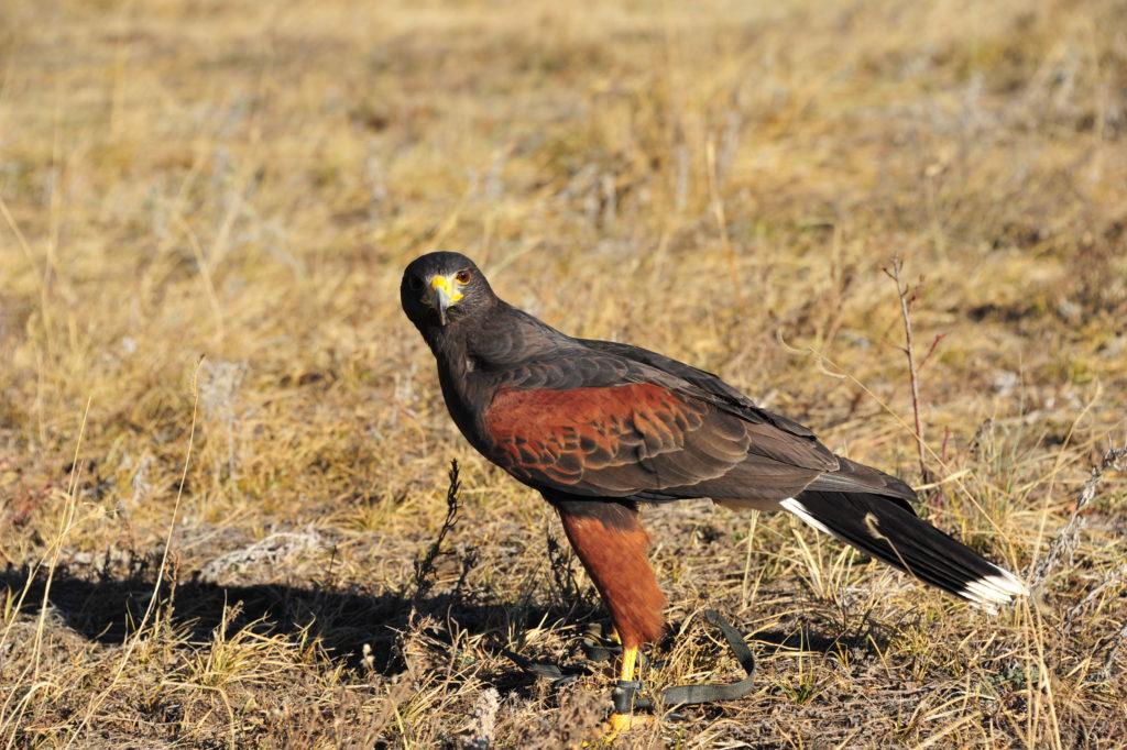 Falconry with HawkQuest - Tagawa Gardens