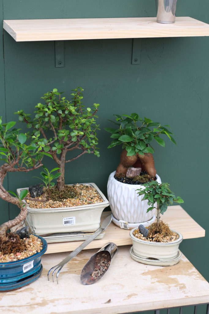 Tropical Bonsai - Tagawa Gardens