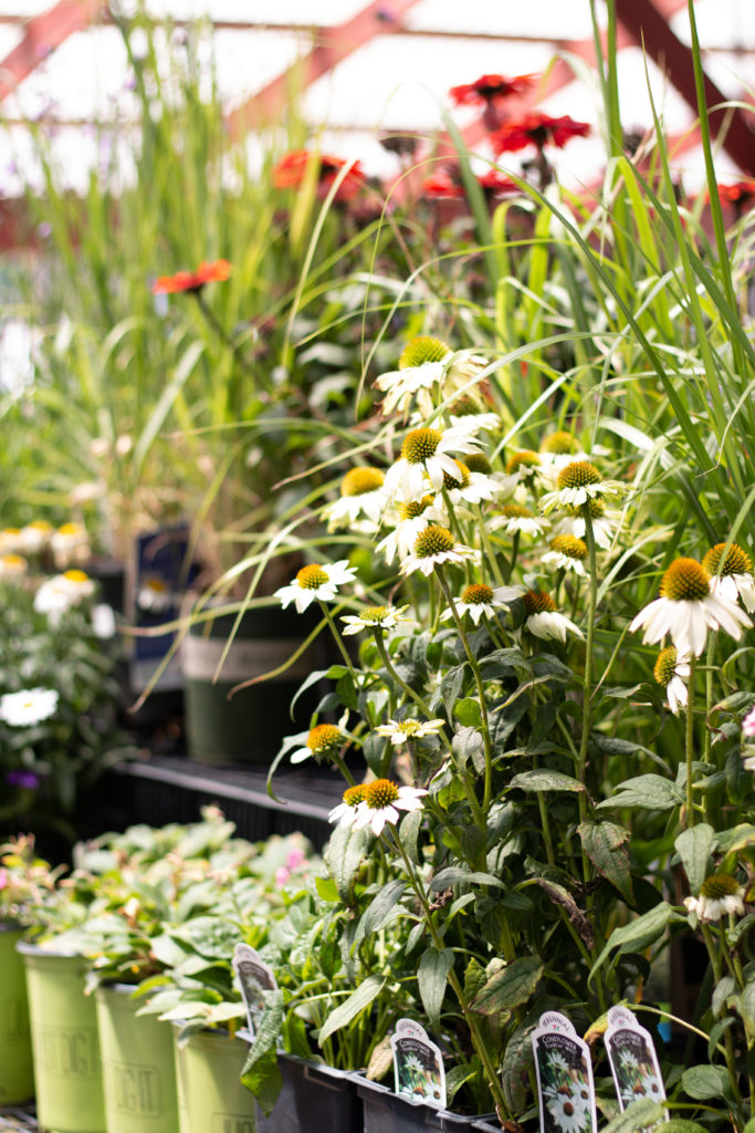 Perennials for Xeriscape - Tagawa Gardens