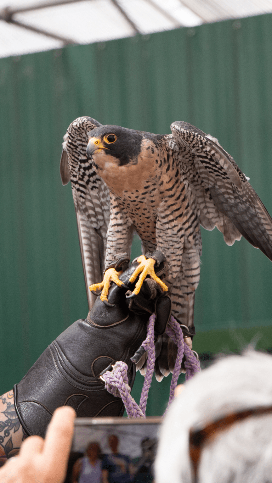 "Birds of Prey" with HawkQuest - Tagawa Gardens