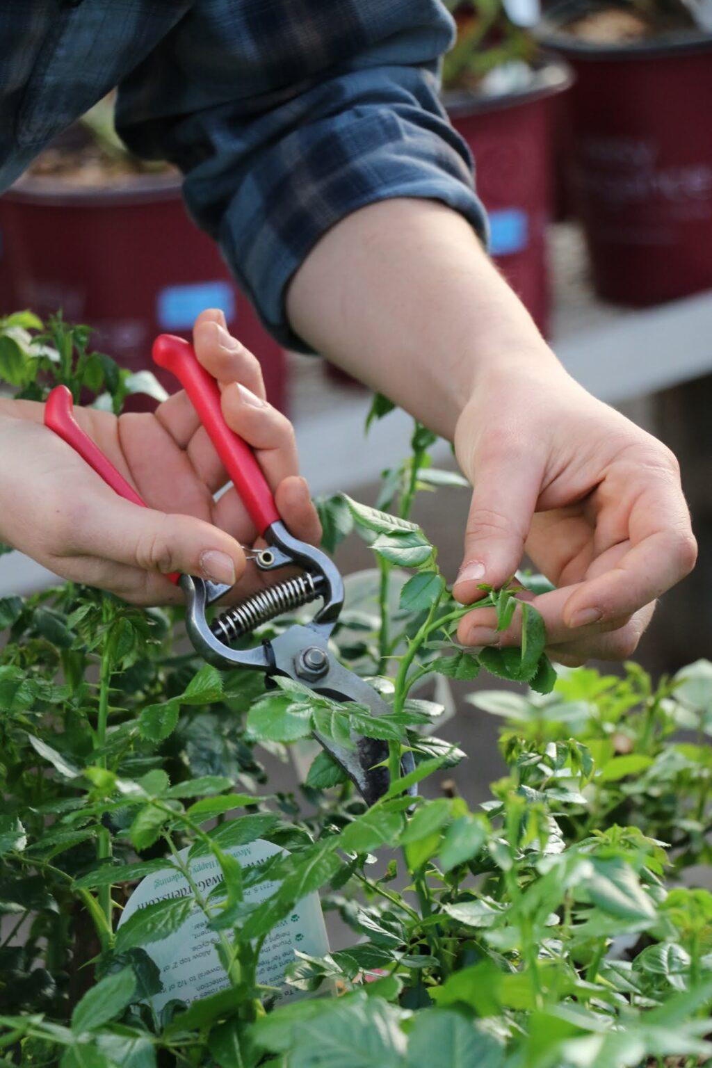 Pruning 101 - Tagawa Gardens