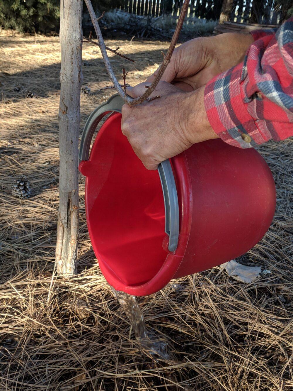 How to Help our Trees and Shrubs Fight the Drought - Tagawa Gardens