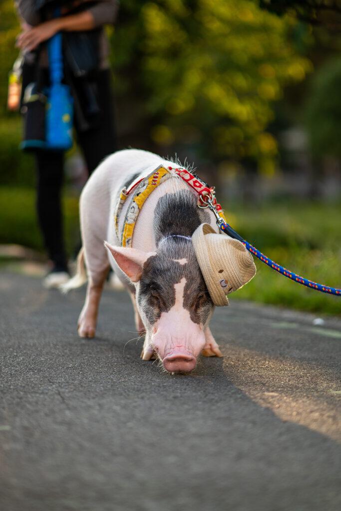 Top Hogs of the Wild West - Tagawa Gardens