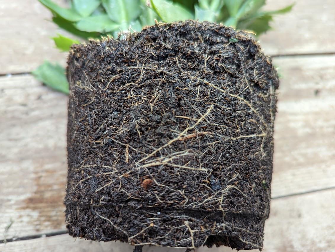 Show Your Holiday Houseplants Some Love - Tagawa Gardens