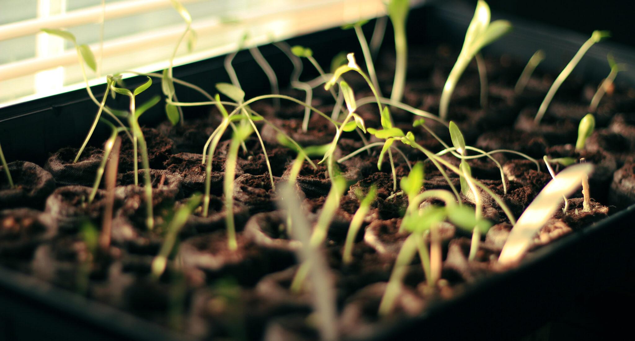 Putting the wonder of seeds to work for you - Tagawa Gardens