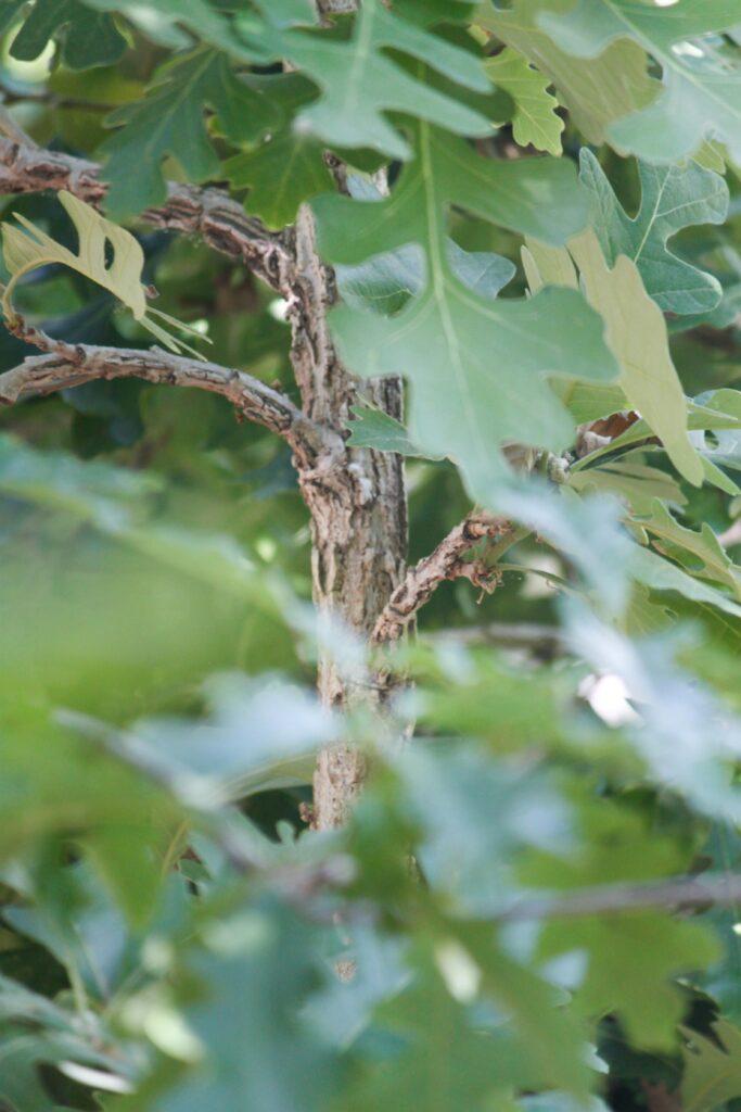 The Best of the Hardiest of Trees and Shrubs - with Scott Skogerboe ...
