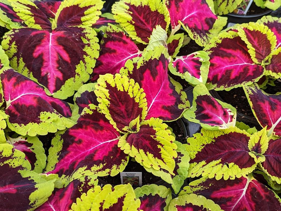 Ten Great Annuals That Need More Love! - Tagawa Gardens