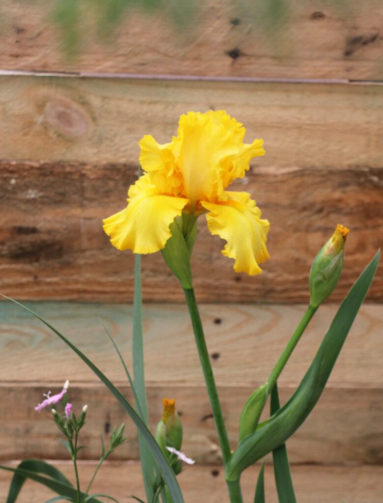 Flowering Iris Show - with Mountains & Plains Iris Society - Tagawa Gardens