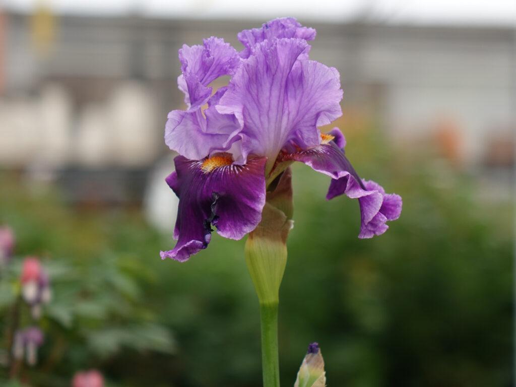 Getting Your Iris Show Ready - with Mountains and Plains Iris Society ...