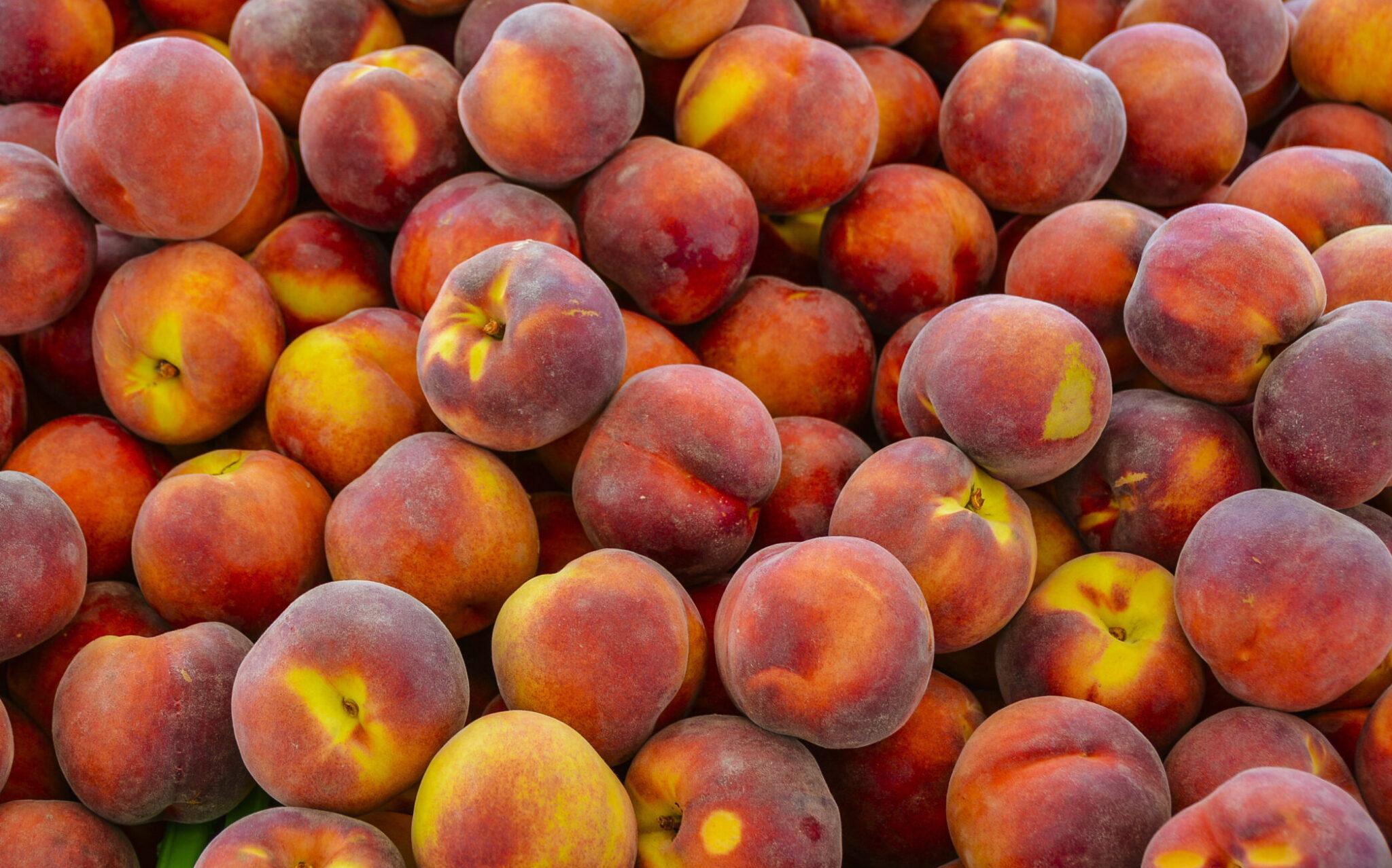 Planting it Forward with Fruit Trees - Tagawa Gardens