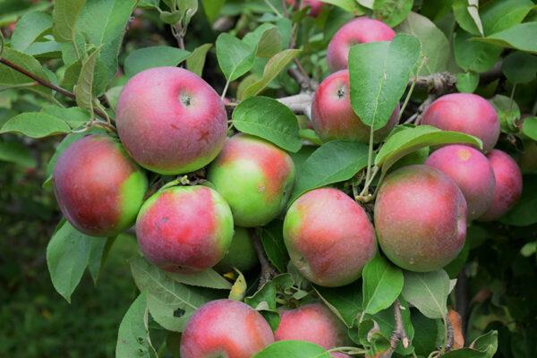 Planting it Forward with Fruit Trees - Tagawa Gardens