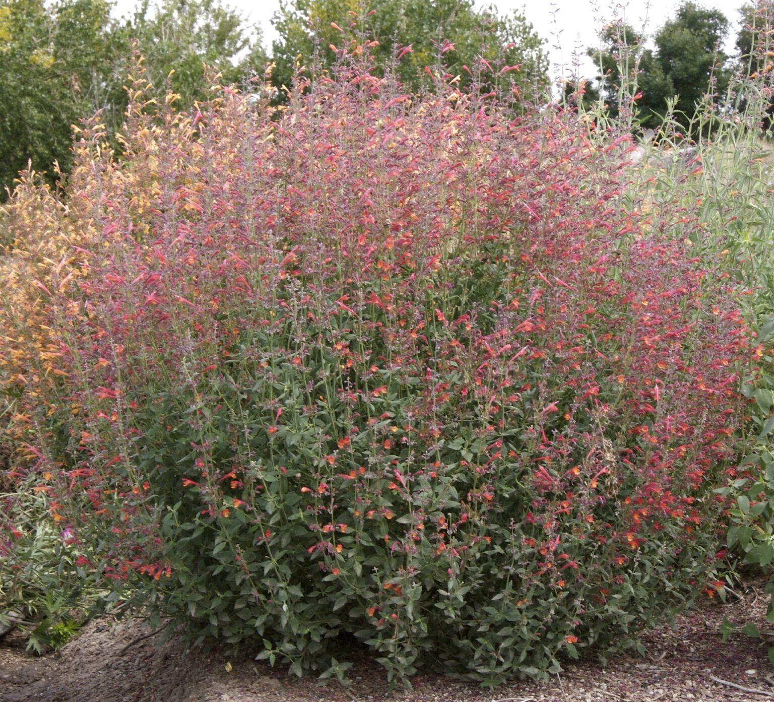 Perennials with Pollinator Power - Tagawa Gardens