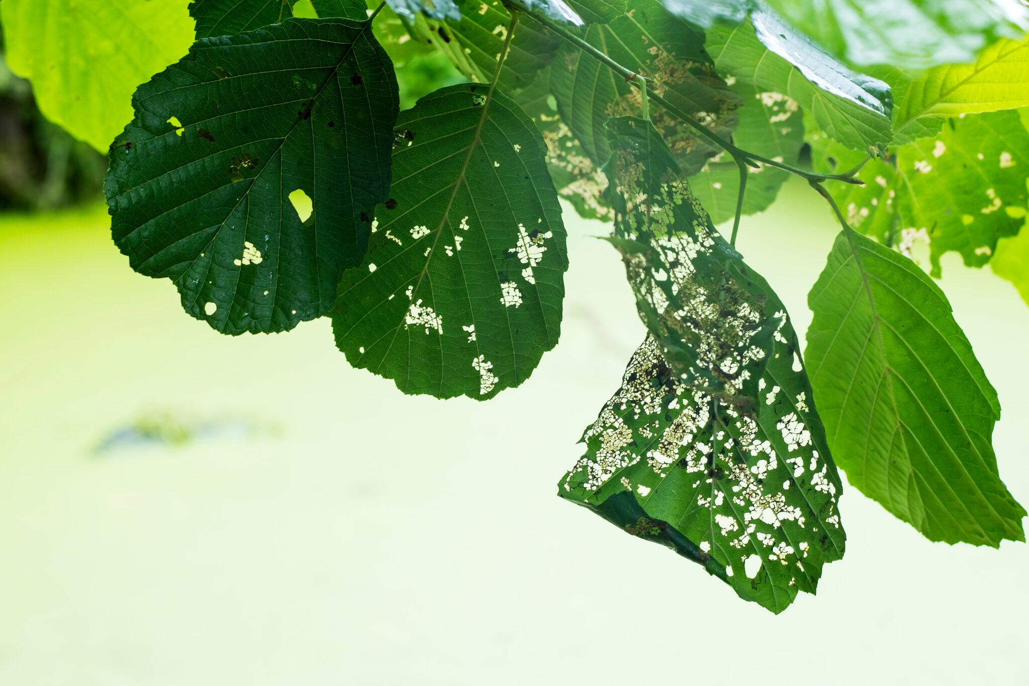 A "Heads Up" on Garden Pests from our Garden Advisors - Tagawa Gardens