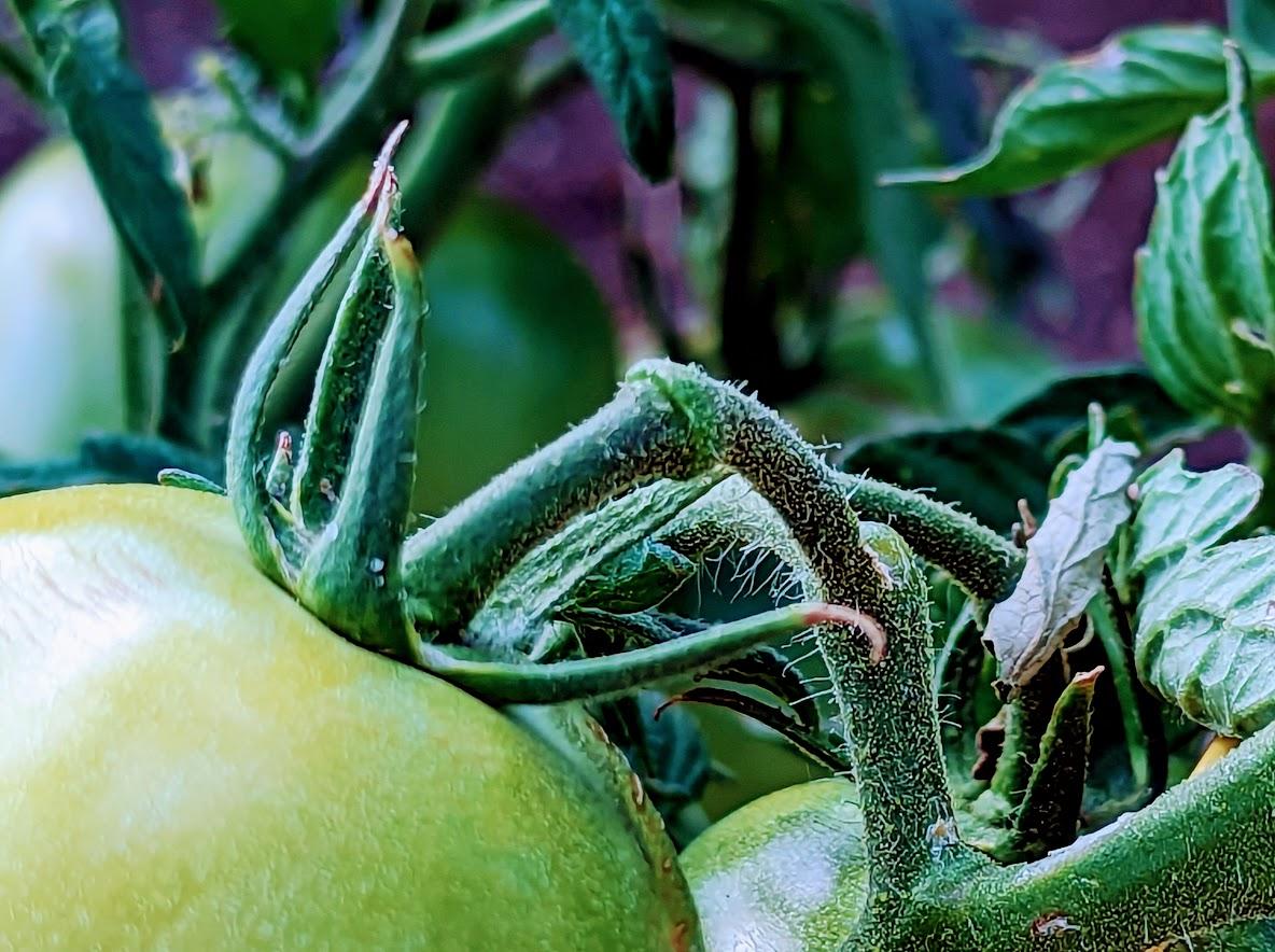Are we waiting too long to harvest our tomatoes? Many experts say "yes ...