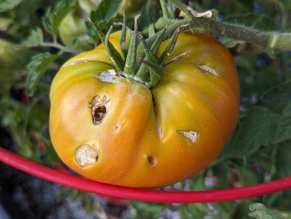 Are we waiting too long to harvest our tomatoes? Many experts say "yes ...