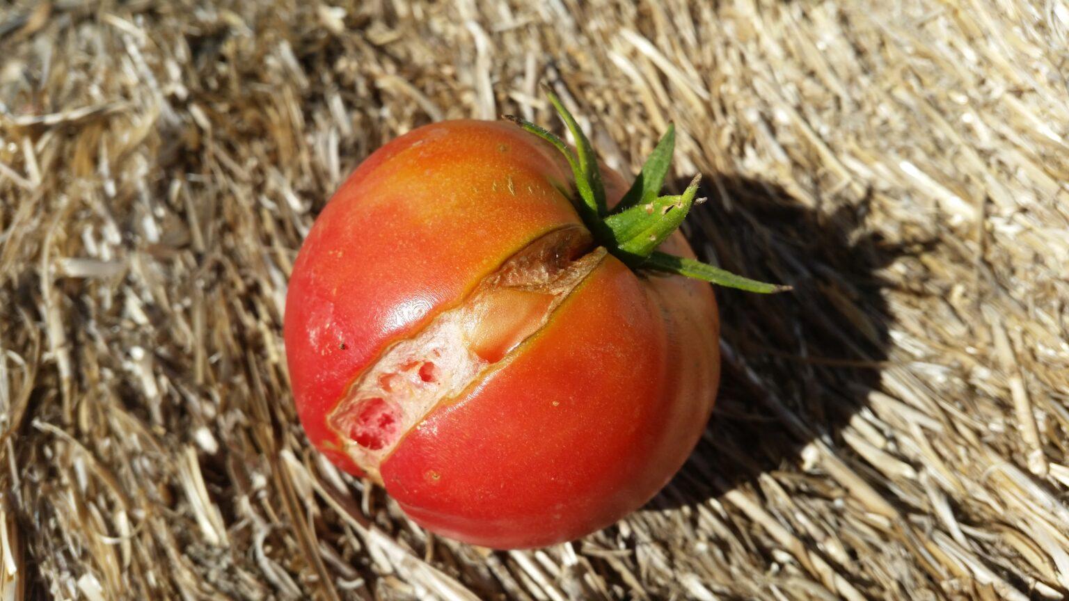 Are we waiting too long to harvest our tomatoes? Many experts say "yes ...