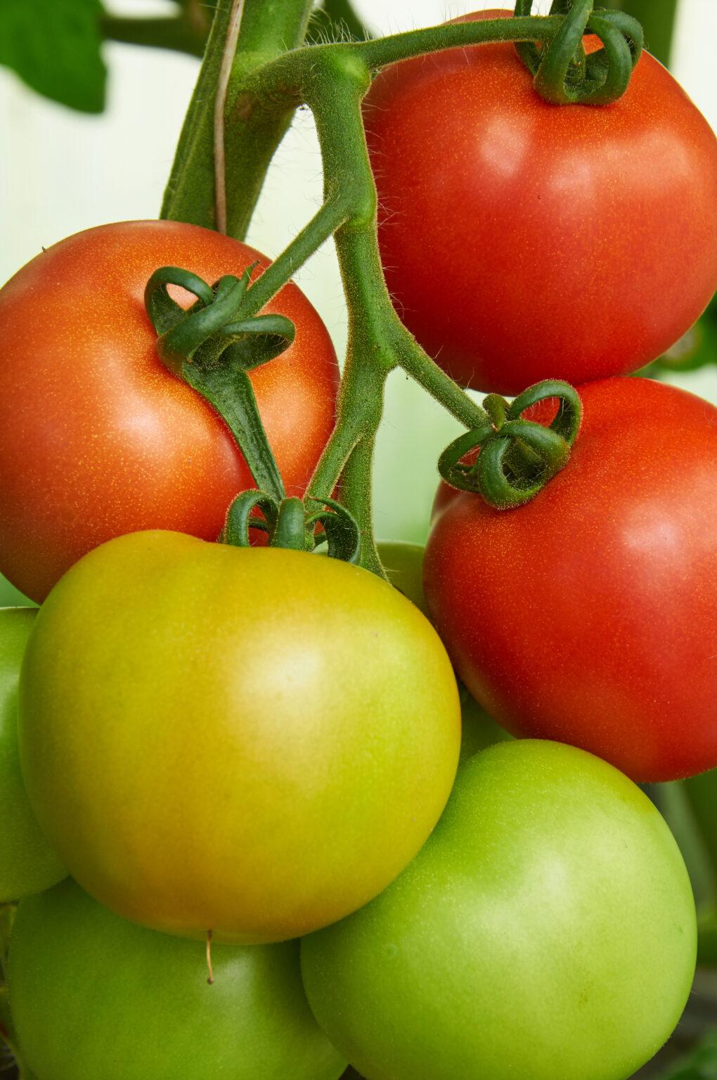 Are we waiting too long to harvest our tomatoes? Many experts say "yes ...