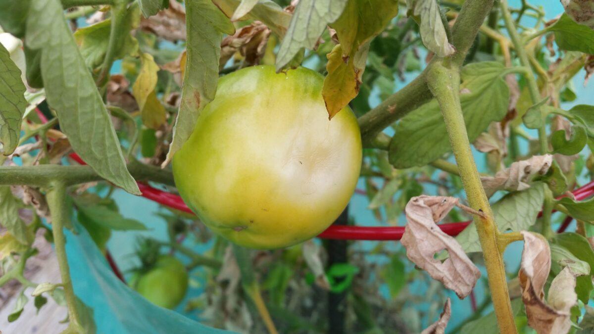 Are we waiting too long to harvest our tomatoes? Many experts say "yes ...
