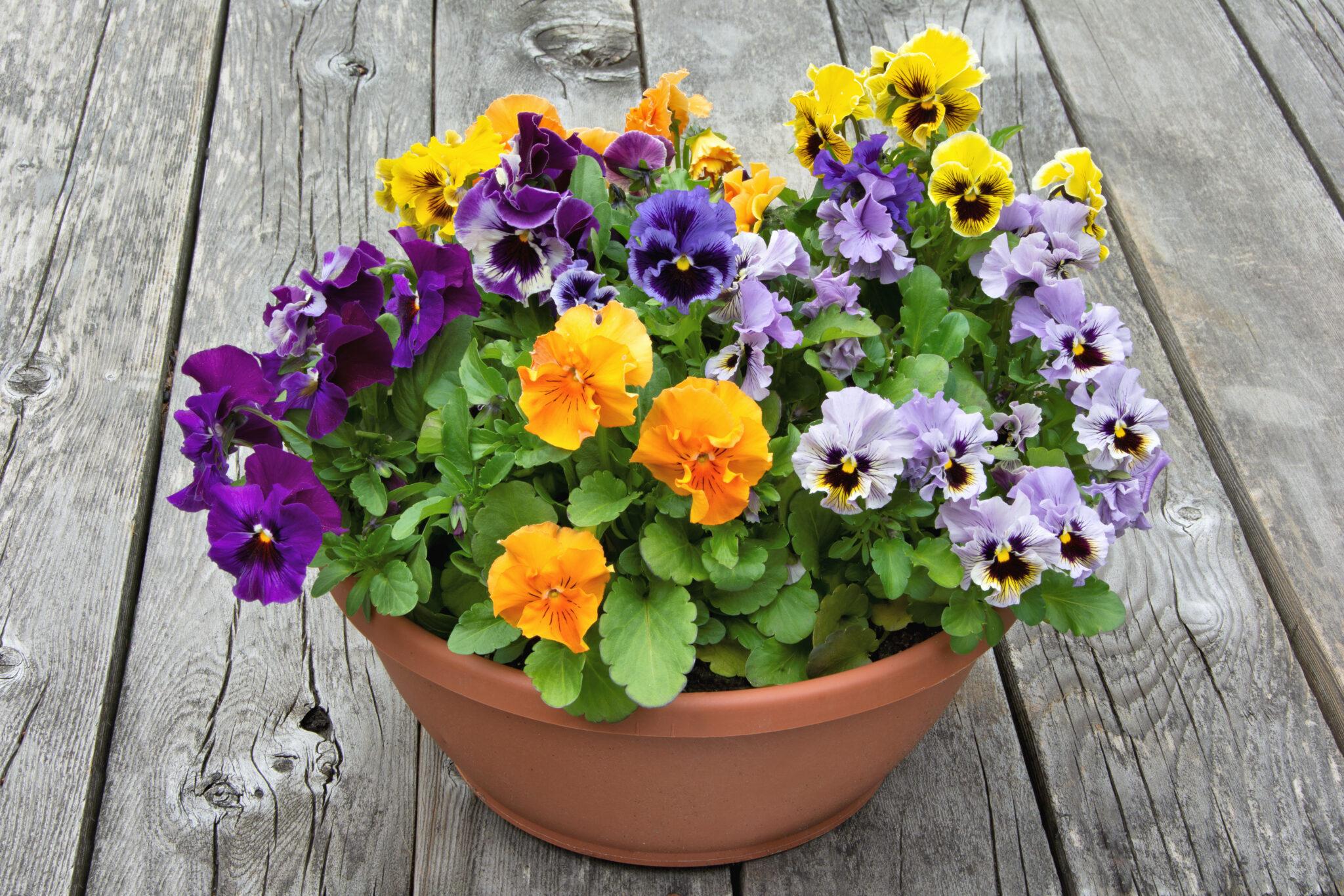 For the Love of Pansies! - Tagawa Gardens
