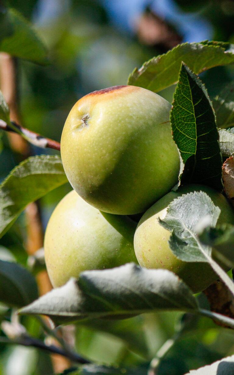 Fruit Tree Growing on the Front Range - with Kelsey - Tagawa Gardens