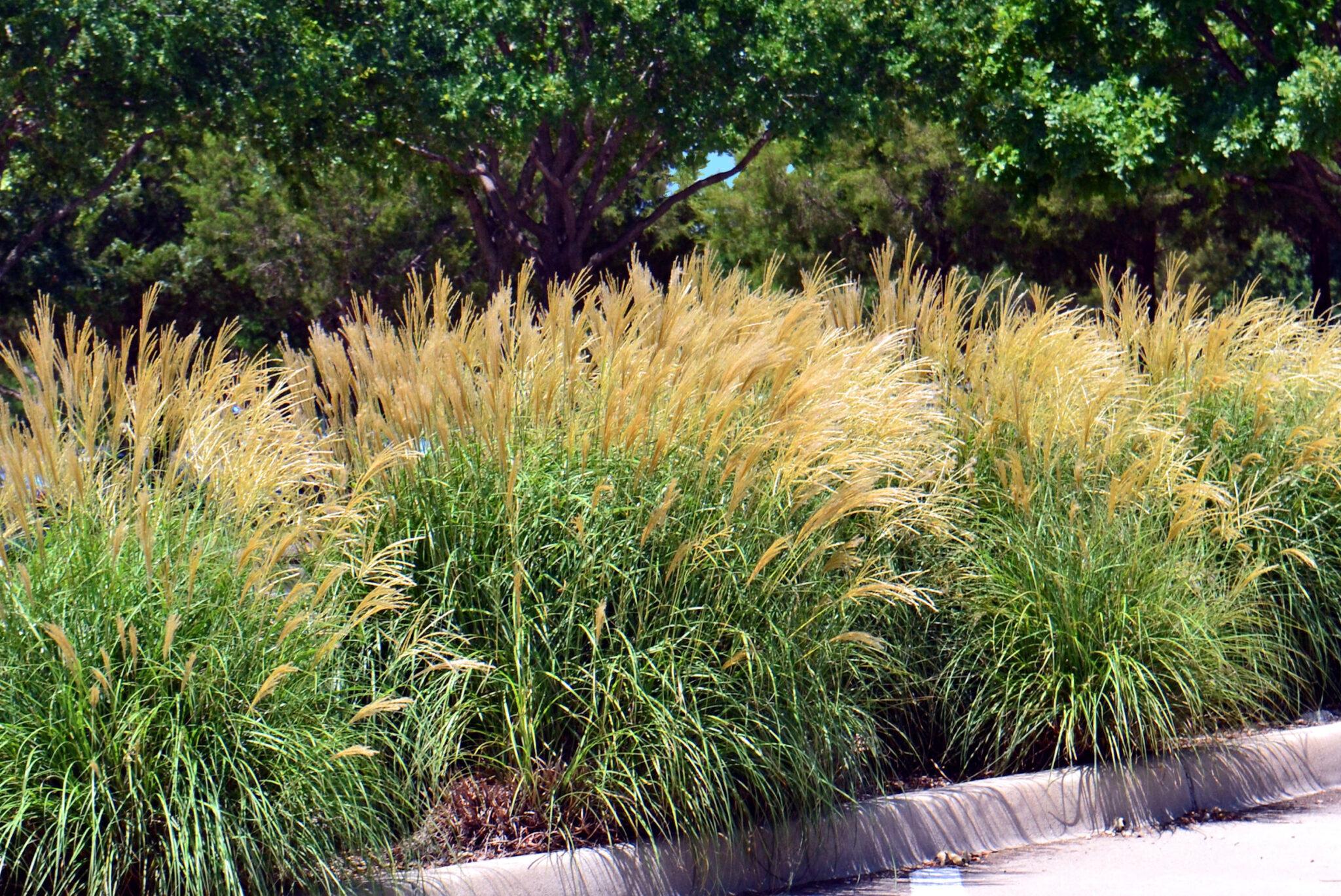 Ornamental Grasses for Every Garden - Tagawa Gardens