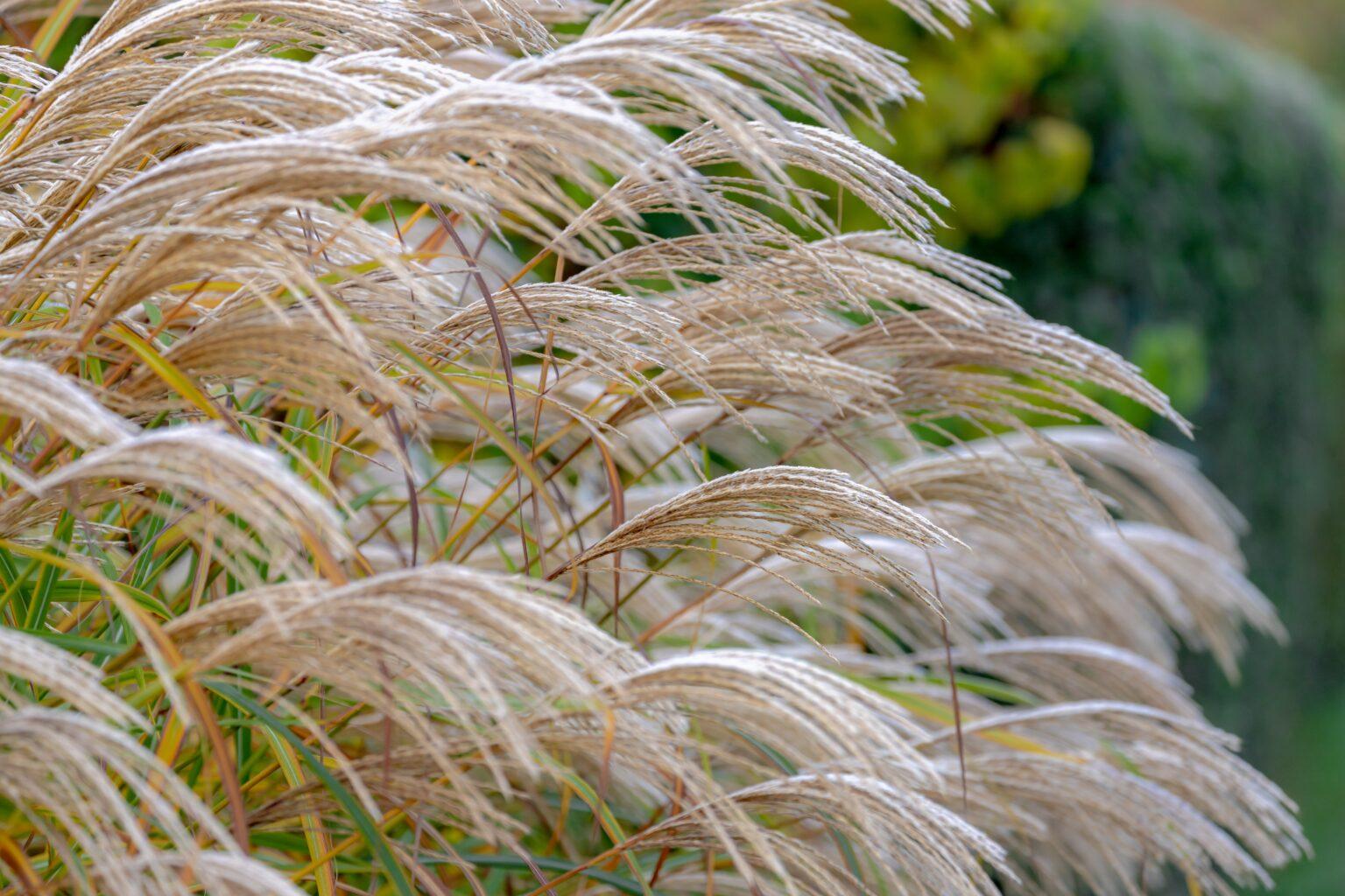 Ornamental Grasses for Every Garden - Tagawa Gardens