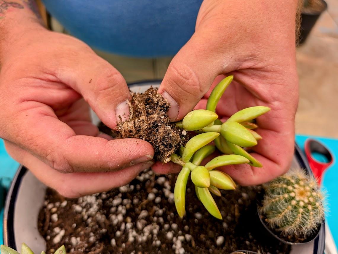 How-to's for a succulent garden you can plant now and enjoy this winter ...