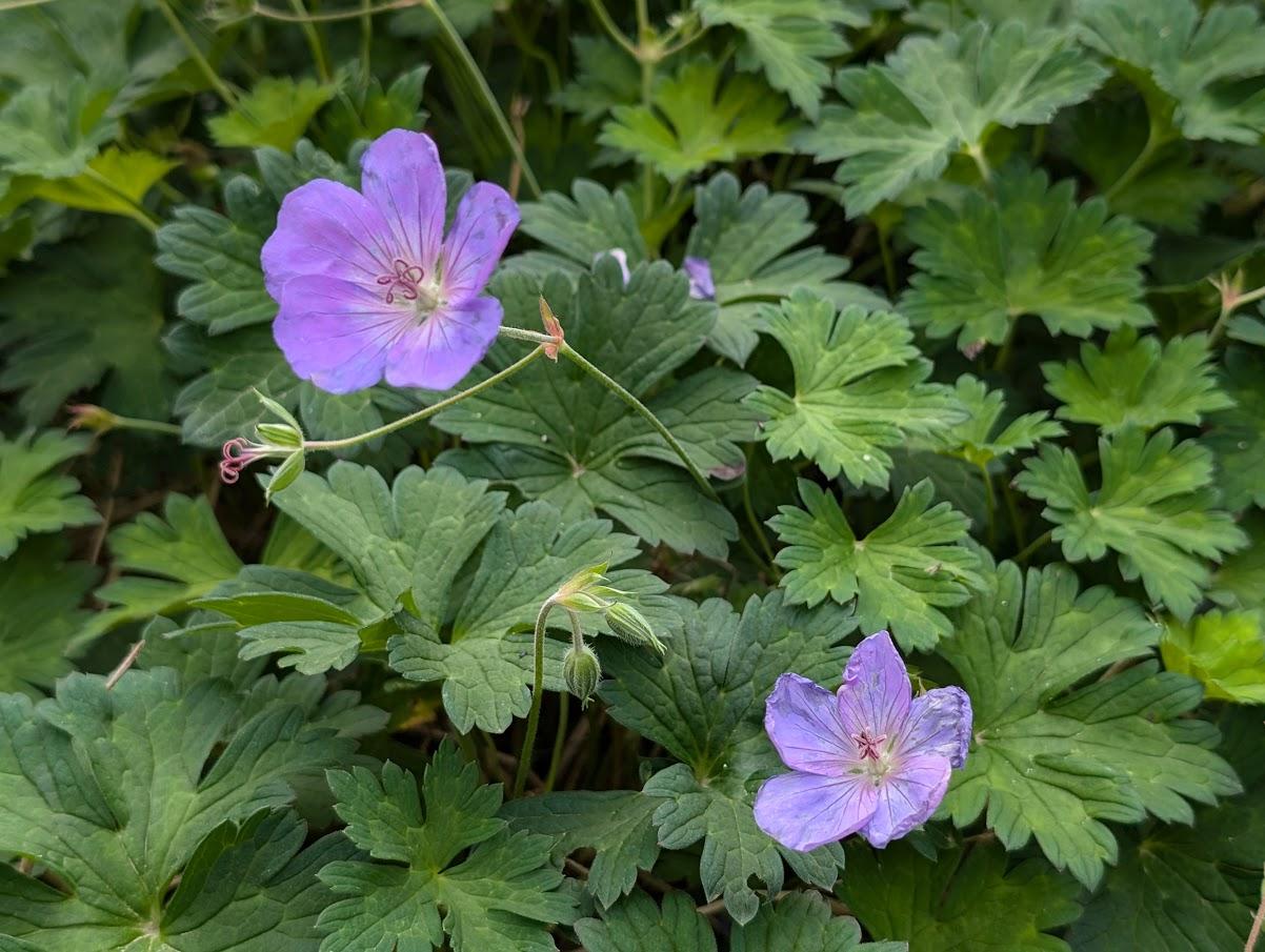 This is a great time to give our perennials some extra love! - Tagawa ...