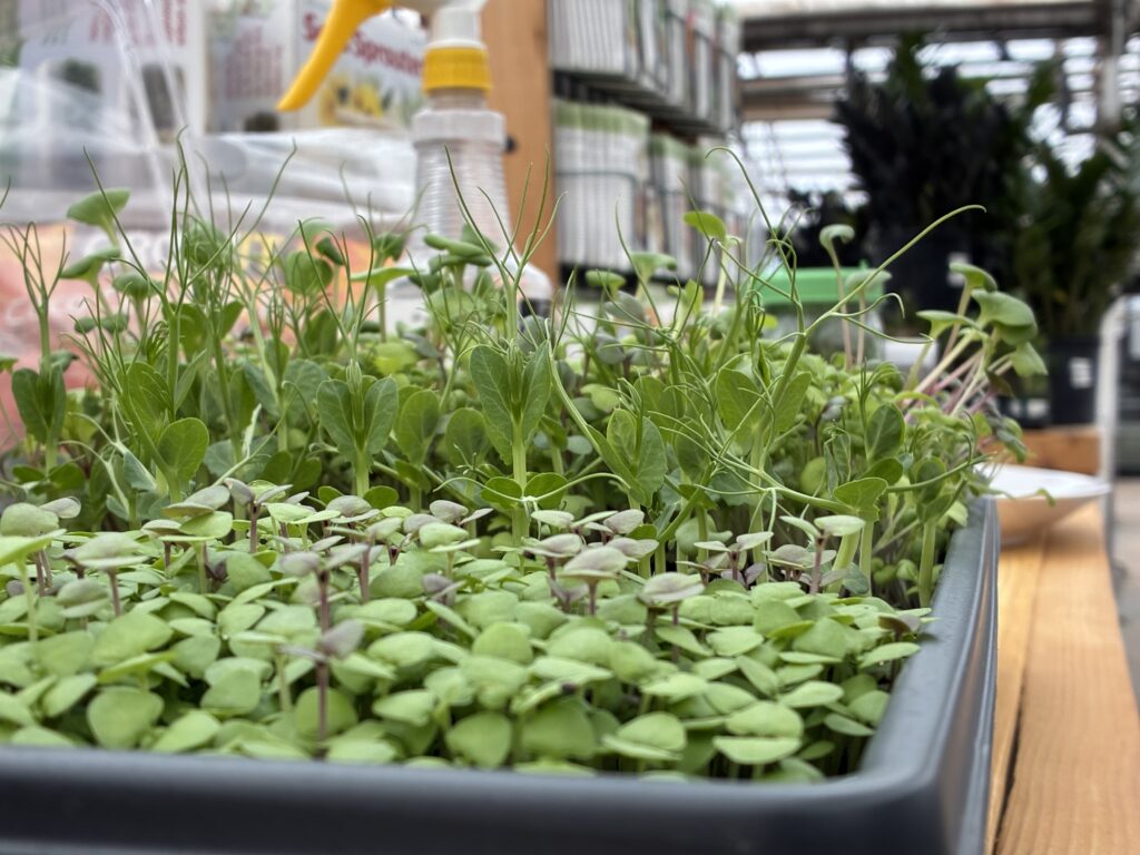 Microgreens 101: Big Nutrition in Tiny Greens with Linda L - Tagawa Gardens