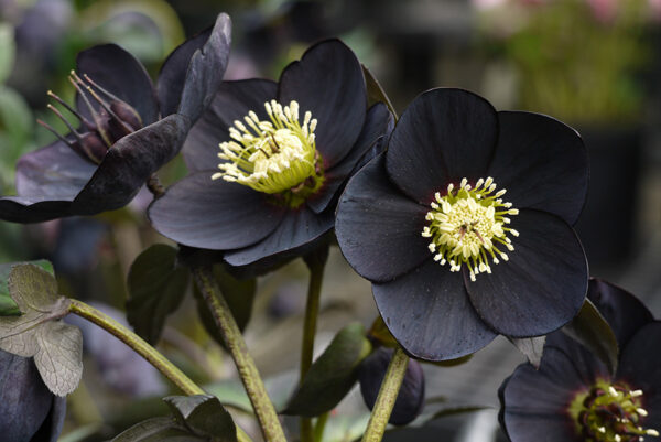 It's Time to Welcome the "Winter Jewels" Hellebores at Tagawa Gardens ...