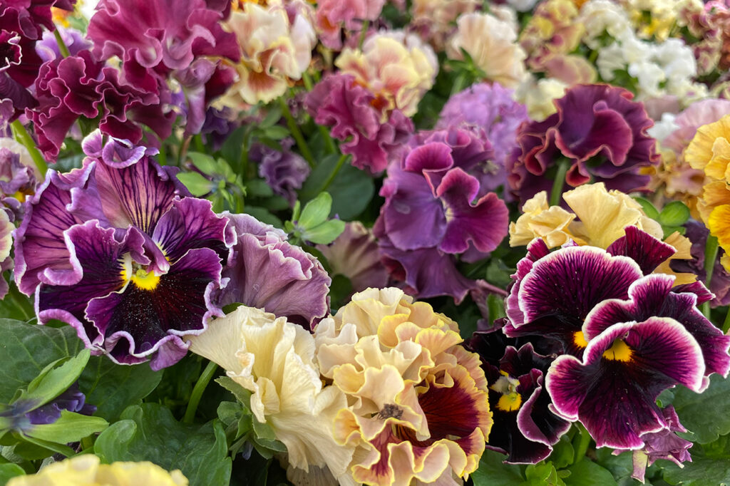 Japanese Pansies from Sato Nursery | Fall 2025 Release - Tagawa Gardens