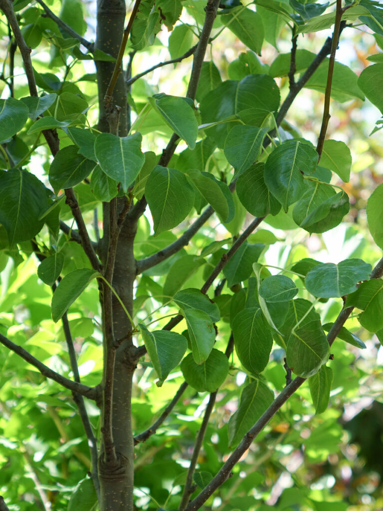 Thriving Trees: Choosing and Planting the Right Tree for Your Space ...