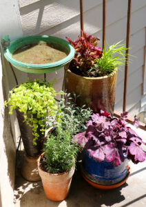 How to Overwinter Perennials in Pots with Roxann - Tagawa Gardens